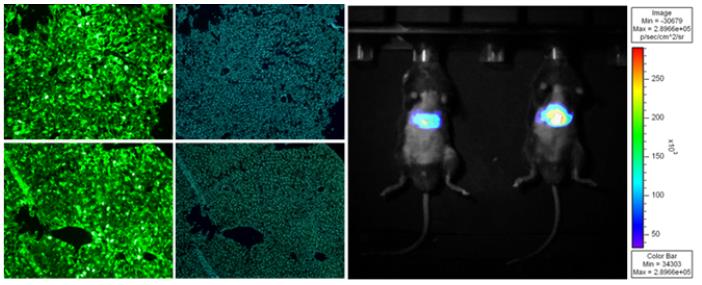 AAV9 Rep-Cap plasmid (serotype 9-specific AAV RC9 plasmids) | GeneMedi