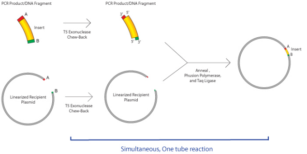 ClonEasy One Step Cloning Kit | GeneMedi