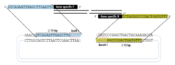 ClonEasy One Step Cloning Kit | GeneMedi