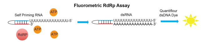 Recombinant 2019nCoV antigen-coronavirus RNA-directed RNA polymerase ...