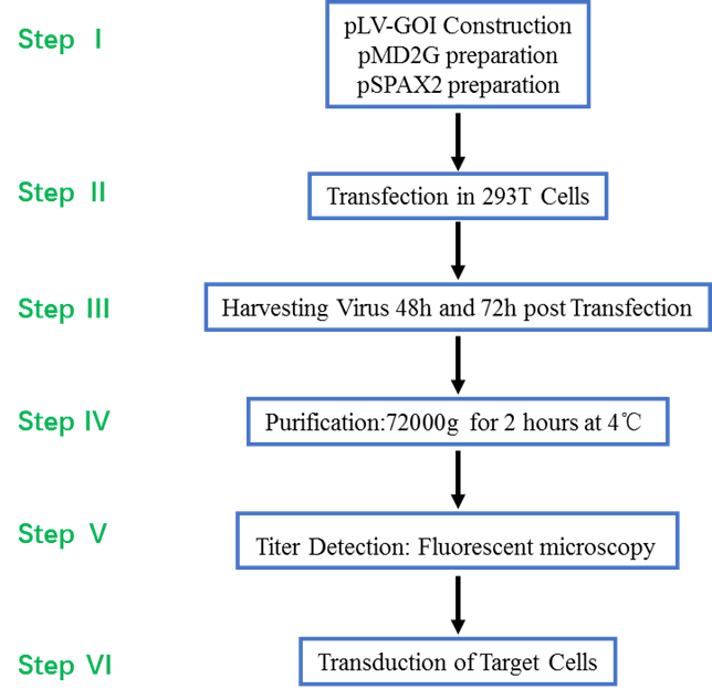 Lentivirus vector system (lentivirus expression system, lentivirus ...