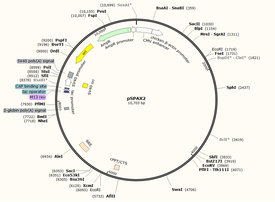 Lentivirus vector system (lentivirus expression system, lentivirus ...