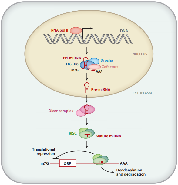 Small interfering RNA (siRNA) transfection | GeneMedi Small interfering RNA (siRNA) transfection | GeneMedi
